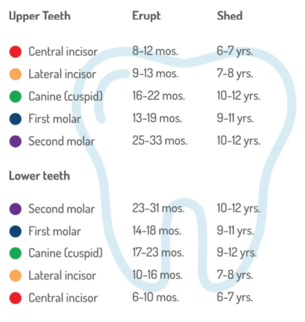 Pediatric Dentistry – Dr. Massi Dental Clinic